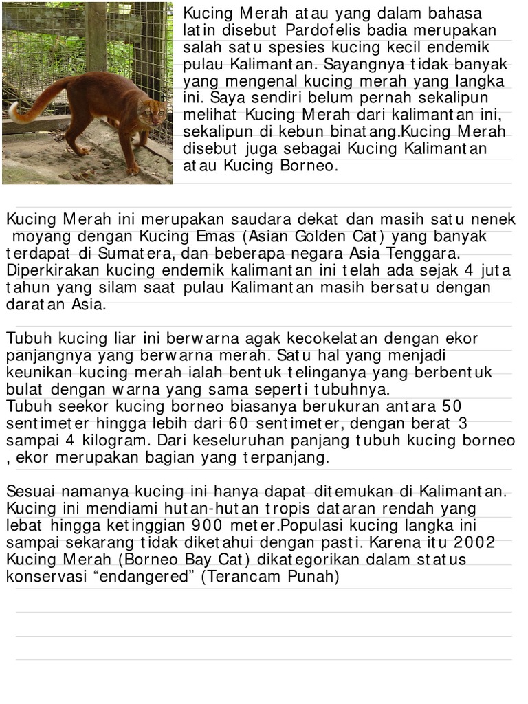 Kucing Merah Kalimantan | PDF