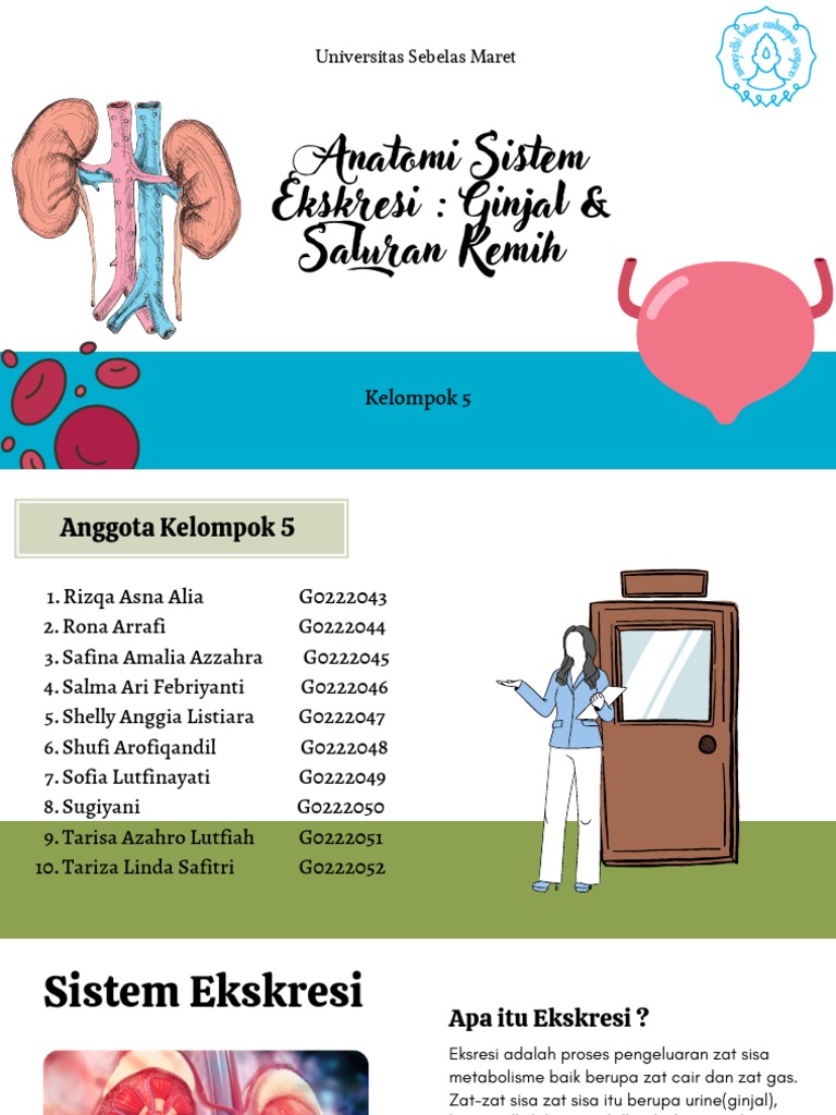 Anatomi Sistem Ekskresi: Ginjal & Saluran Kemih | PDF