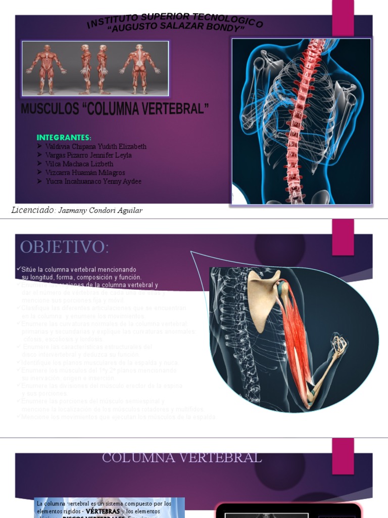 Estructura y Función de la Columna Vertebral | PDF | Vértebra | La ...