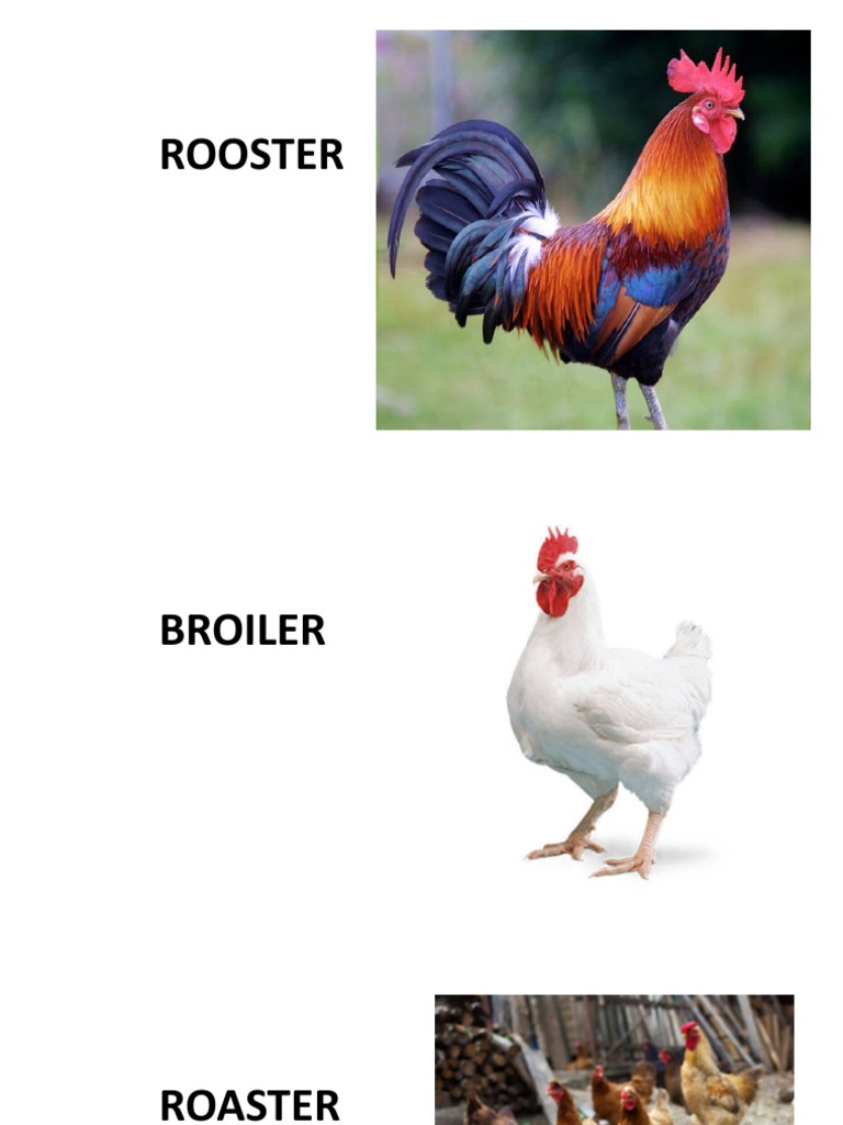 Classification of Poultry | PDF