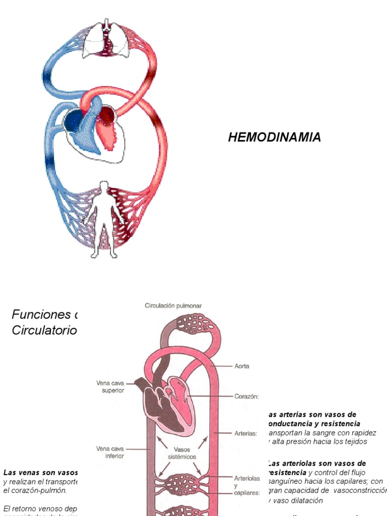 Hemodinamia 2021 2 | PDF | Artería | Vena