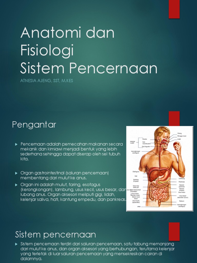Anatomi Dan Fisiologi Sistem Pencernaan | PDF