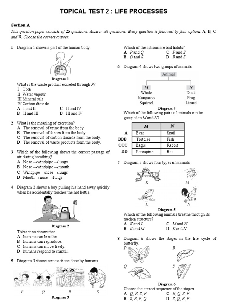 Sci Y4 Test 2 | PDF | Lung | Trees