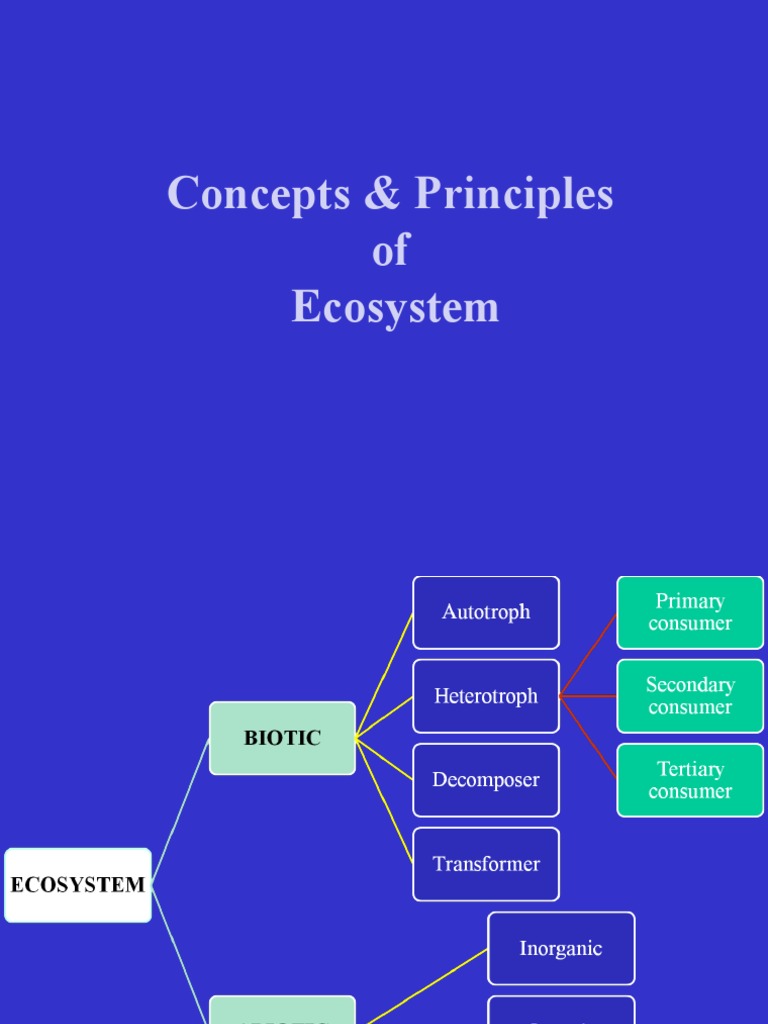 Eco Pyramid and Succession | PDF | Biomass (Ecology) | Food Web