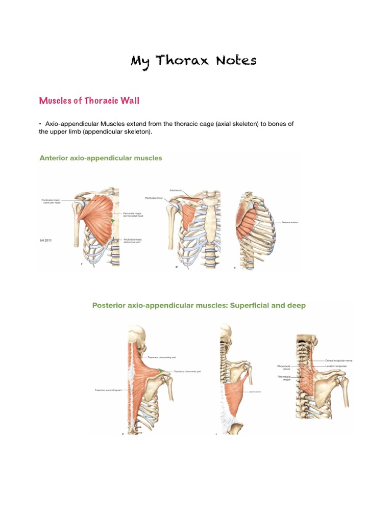 My Thorax Notes | PDF | Thorax | Human Anatomy