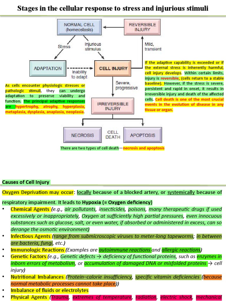 RH PATHO2022 - (Chapt 02 - Cell Injury, Death, Adaptations - A) | PDF ... RH PATHO2022 - (Chapt 02 - Cell Injury, Death, Adaptations - A) | PDF ...