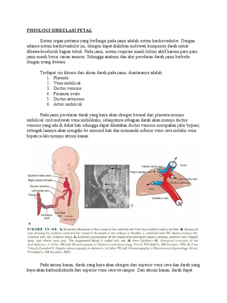 Sirkulasi Fetal: Aliran Darah Janin | PDF