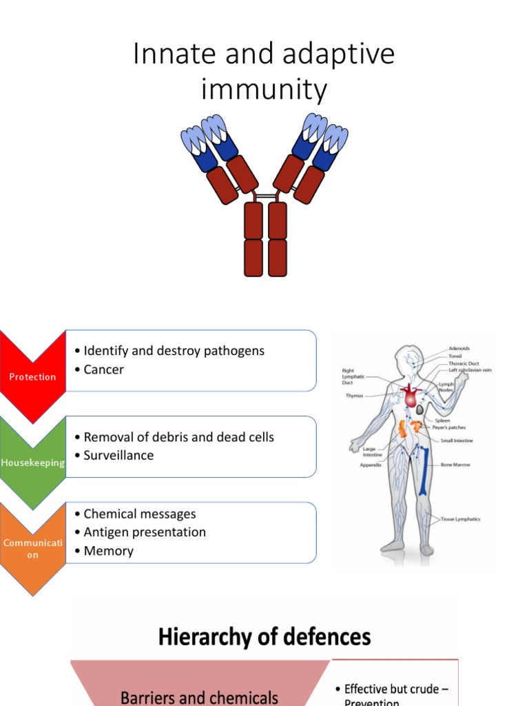 Innate vs Adaptive Immunity Overview | PDF | Immune System | Innate ...