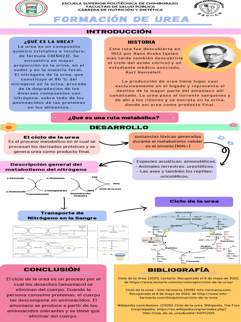 Ciclo de la Urea: Formación y Función | PDF | Urea | Bioquímica