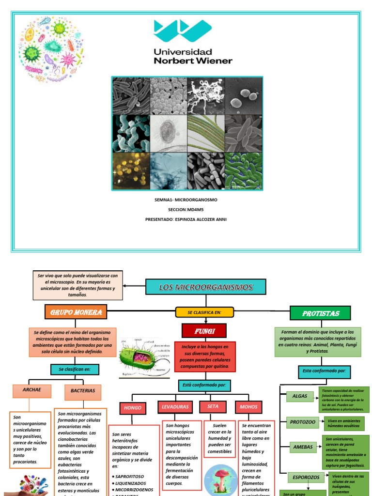 Semna1-Mapa Conceptual - Anni Espinoza | PDF | Hongo | Algas