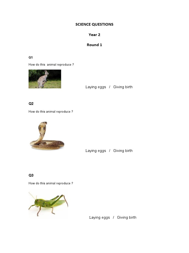 Year 2 SC Questions | PDF