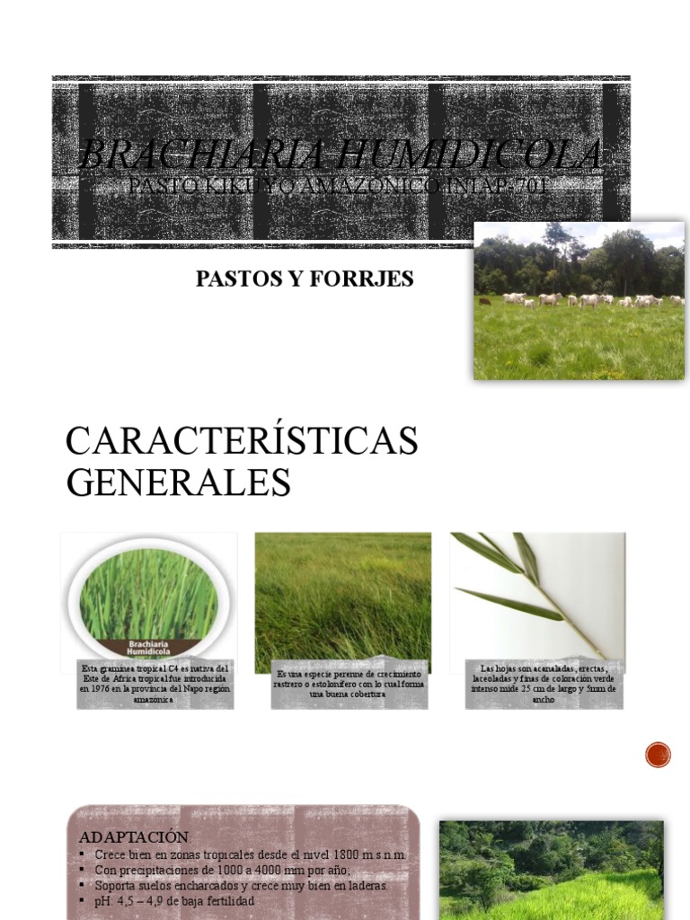 Brachiaria humidicola: características y manejo | PDF | Pasto | Plantas