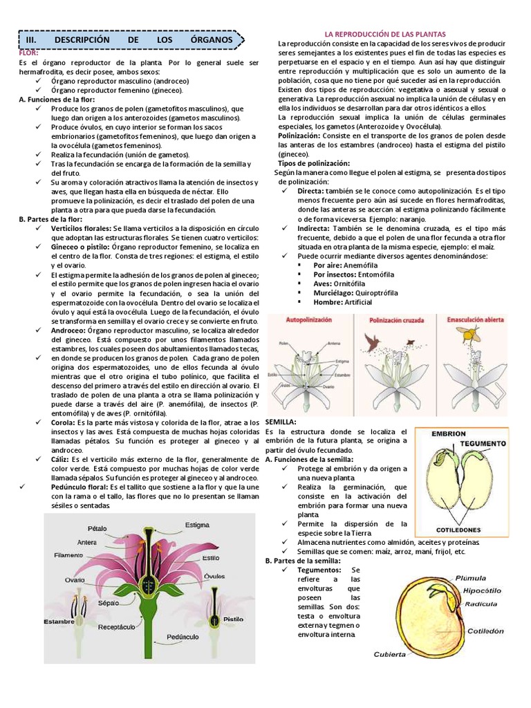 FLOR | PDF | Flores | Fruta