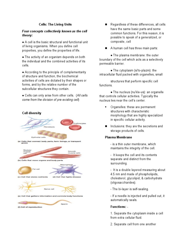 Transes, Cells + Tissues | PDF | Connective Tissue | Epithelium