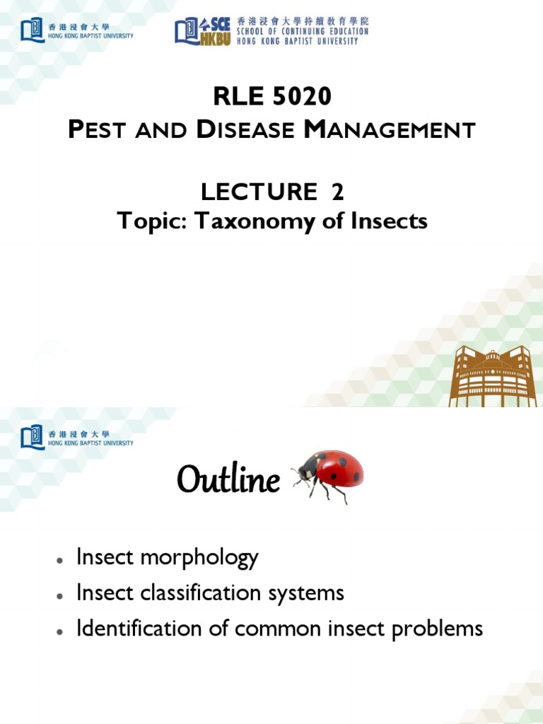 Insect Taxonomy and Morphology Overview | PDF | Beetle | Insects