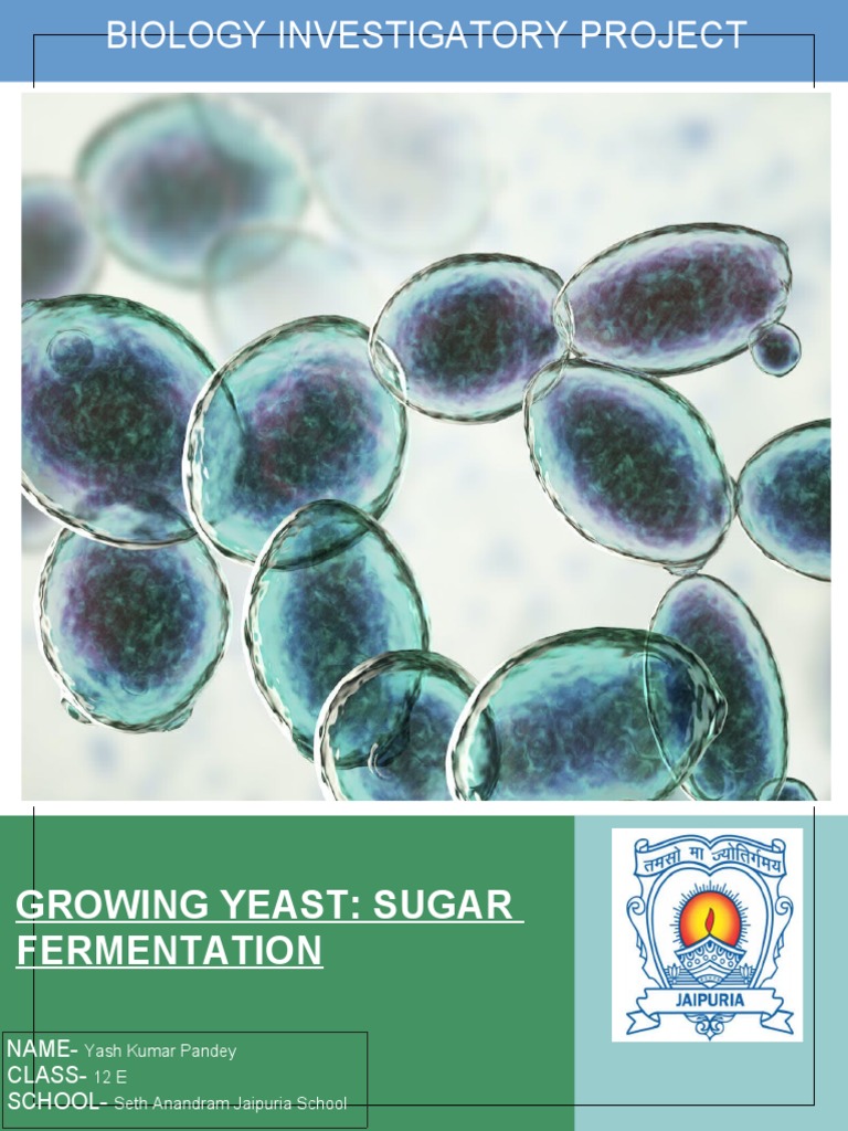 Bio Investigatory Project | PDF | Fungus | Yeast