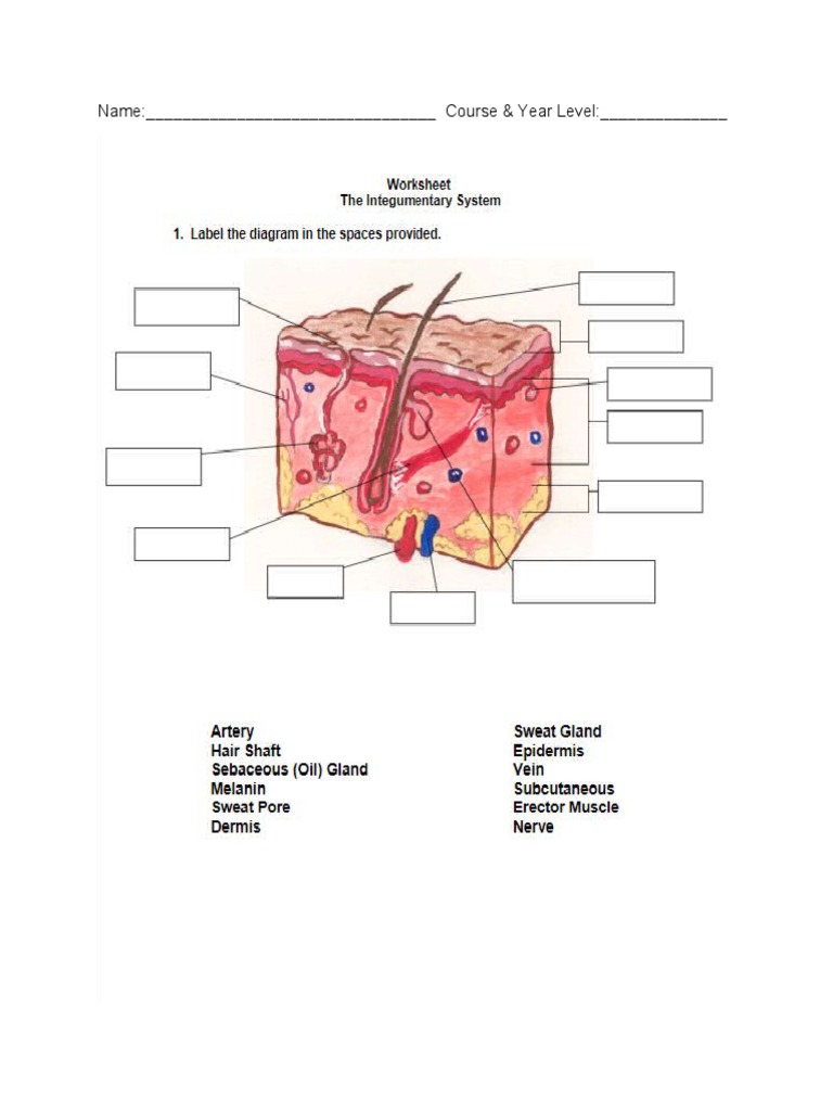 Activity 3 Integumentary System | PDF | Career & Growth