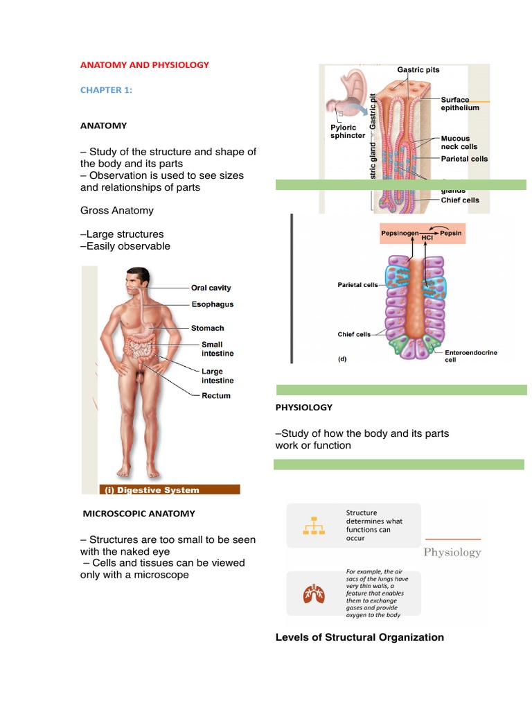 Anatomy and Physiology Pre Lim Reviewer | PDF | Human Body | Cell Membrane