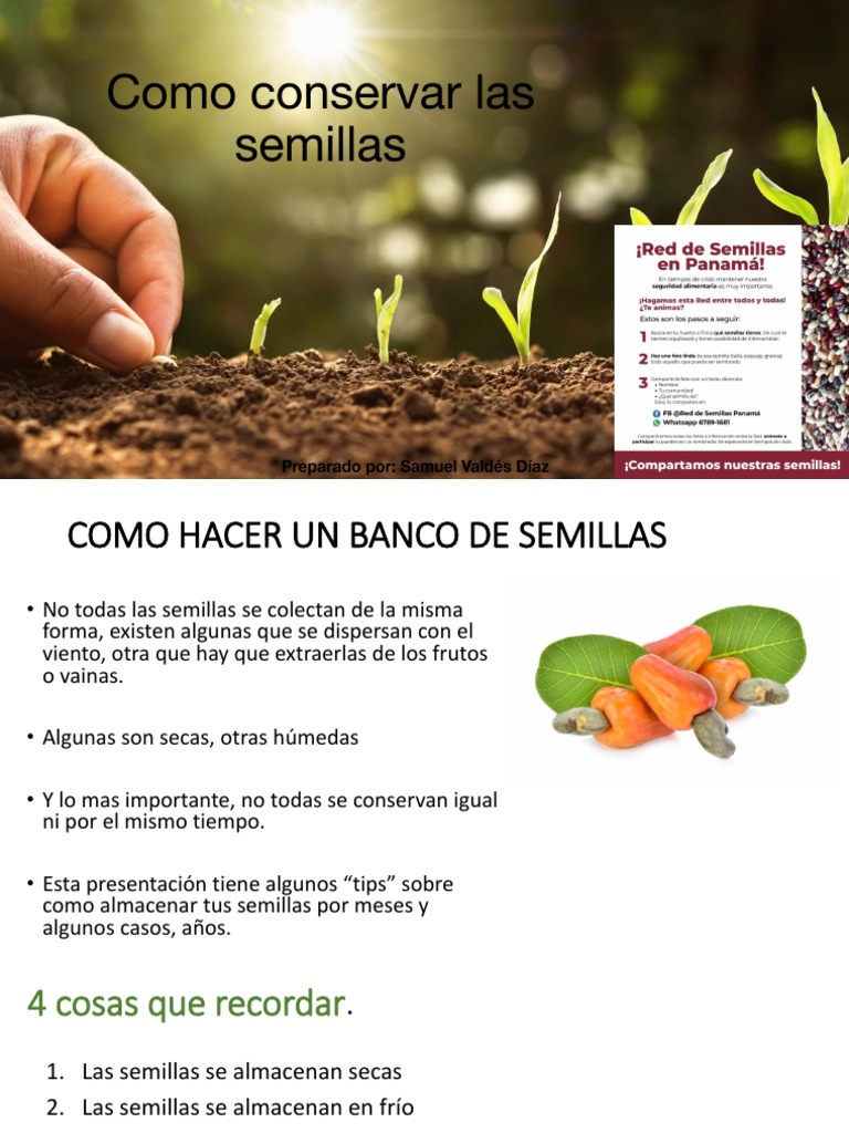 Como Conservar Las Semillas Descargar Gratis Pdf Semilla Mango