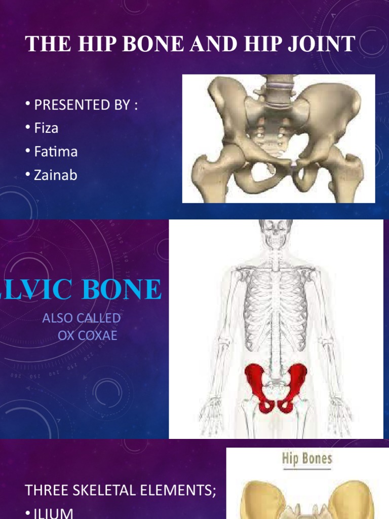 Anatomy Assignment 2 | PDF | Pelvis | Human Leg
