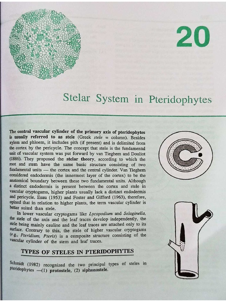 Stelar System (Pteridophytes) PDF | PDF