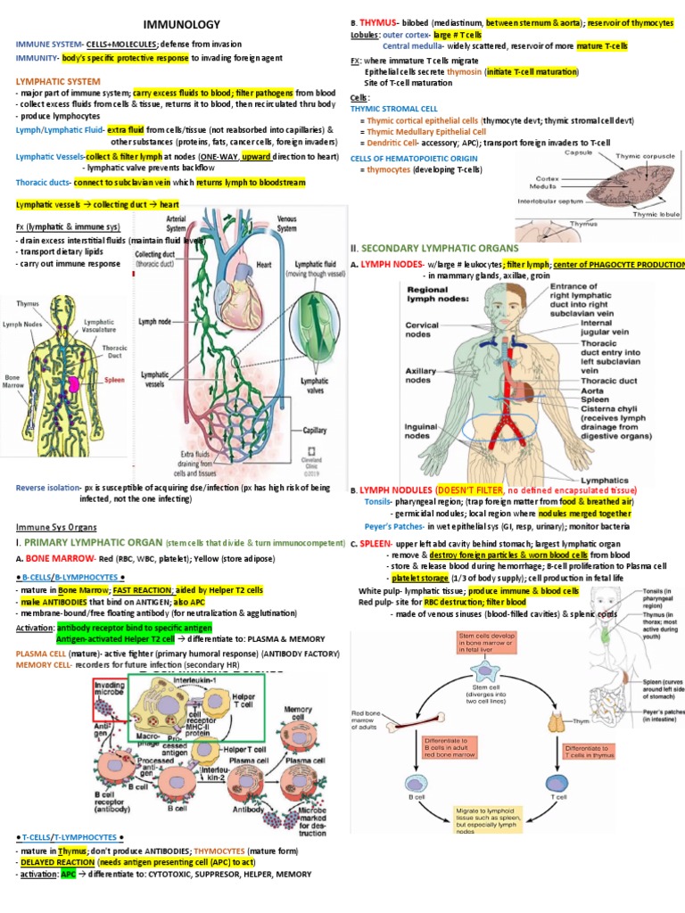 Immunology | PDF | Immune System | Lymphatic System