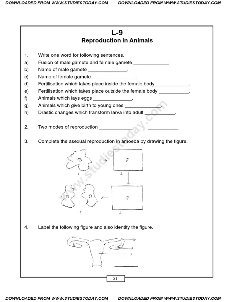 Animal Reproduction Worksheet | PDF