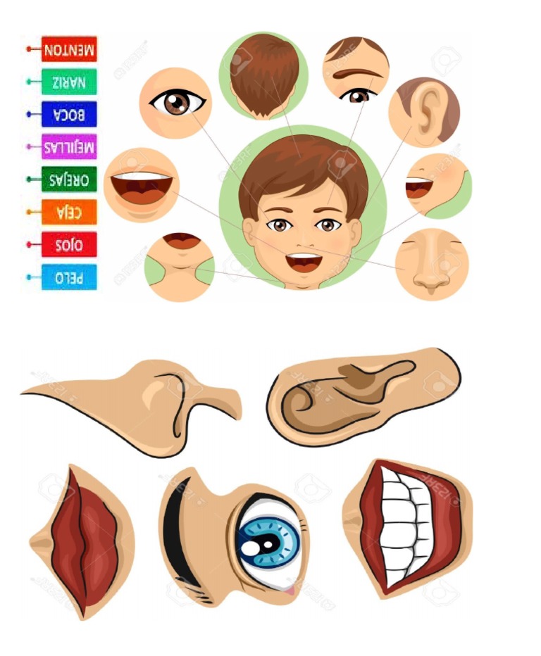 Partes de La Cara | PDF