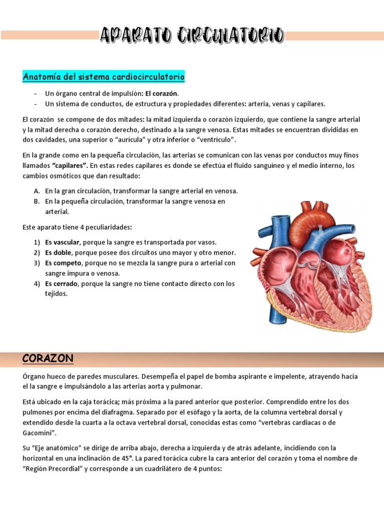 Anatomía y función del sistema cardiocirculatorio | PDF | Sistema circulatorio | Corazón