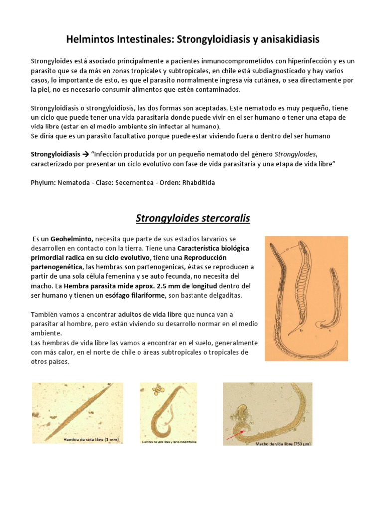 PRST 111 Clase 16 Strongyloides | PDF | Especialidades Medicas | Medicina CLINICA