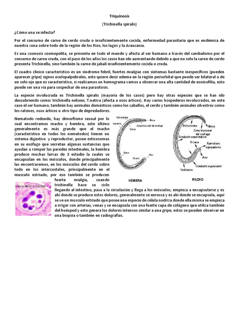 PRST 111 Clase 17 Triquinosis | PDF | Especialidades Medicas | Medicina CLINICA