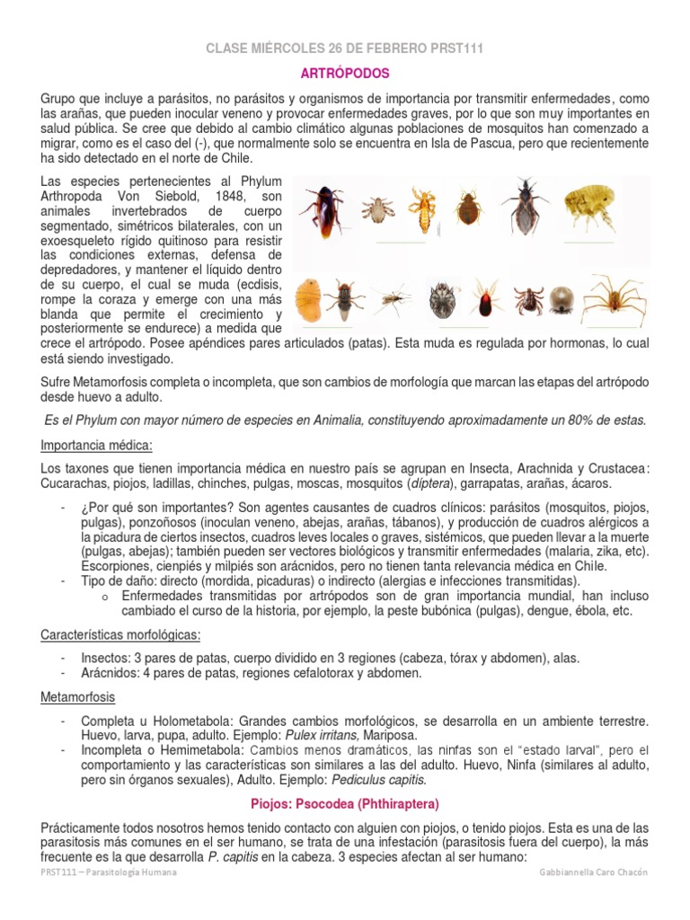 PRST 111 Clase 19 Artropodos | PDF | Mosquito | Mosca