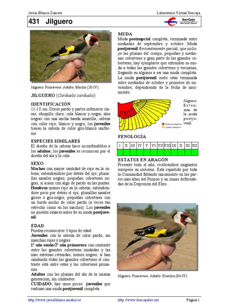 Características del Jilguero (Carduelis) | PDF | Dinosaurios | Aves De ...