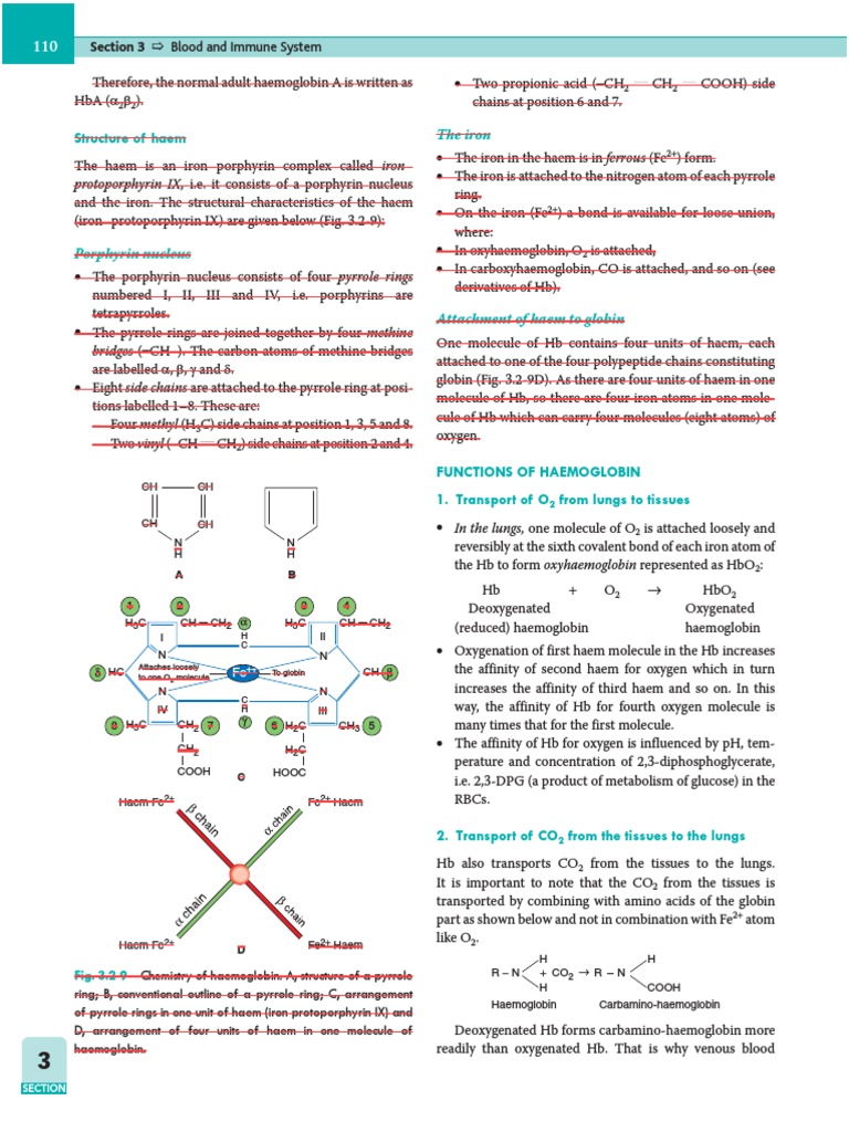 HB Function and Synthesis | PDF | Hemoglobin | Physical Sciences