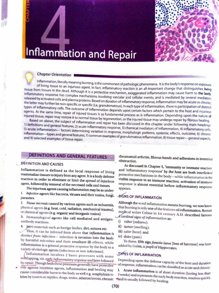 Inflammation 1 | PDF | Inflammation | Endothelium