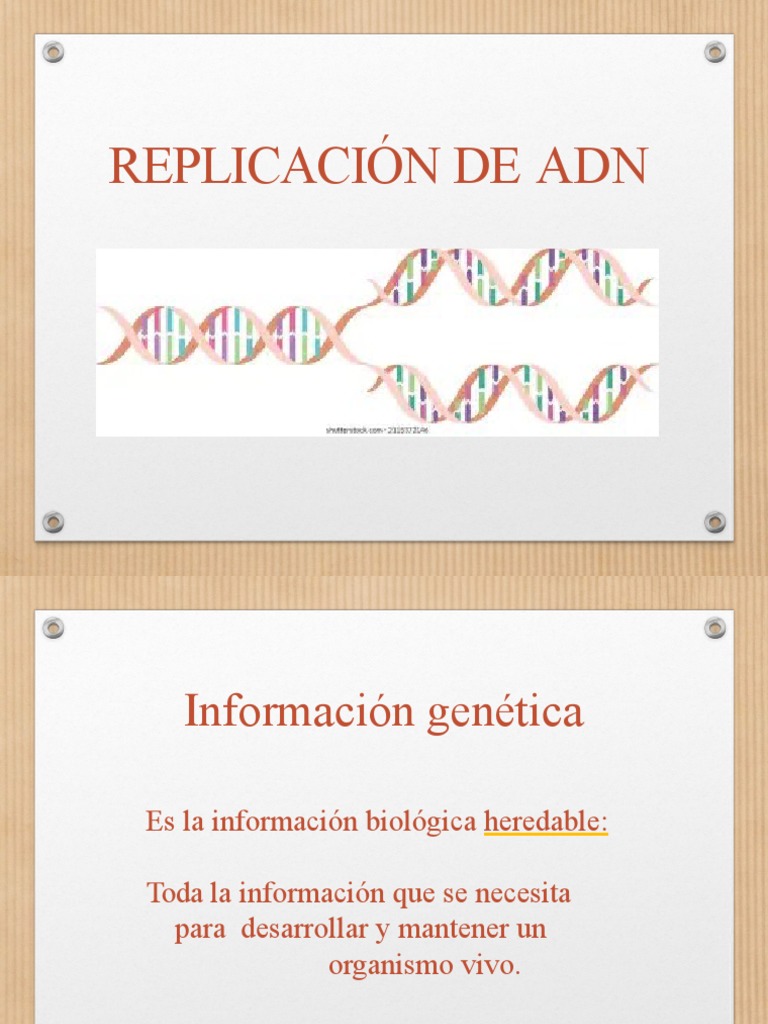 Replicacion Del ADN | Descargar gratis PDF | Replicación De Adn | Adn