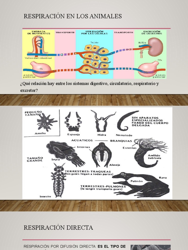 Respiracion en Los Animales | PDF | Branquia | Respiración