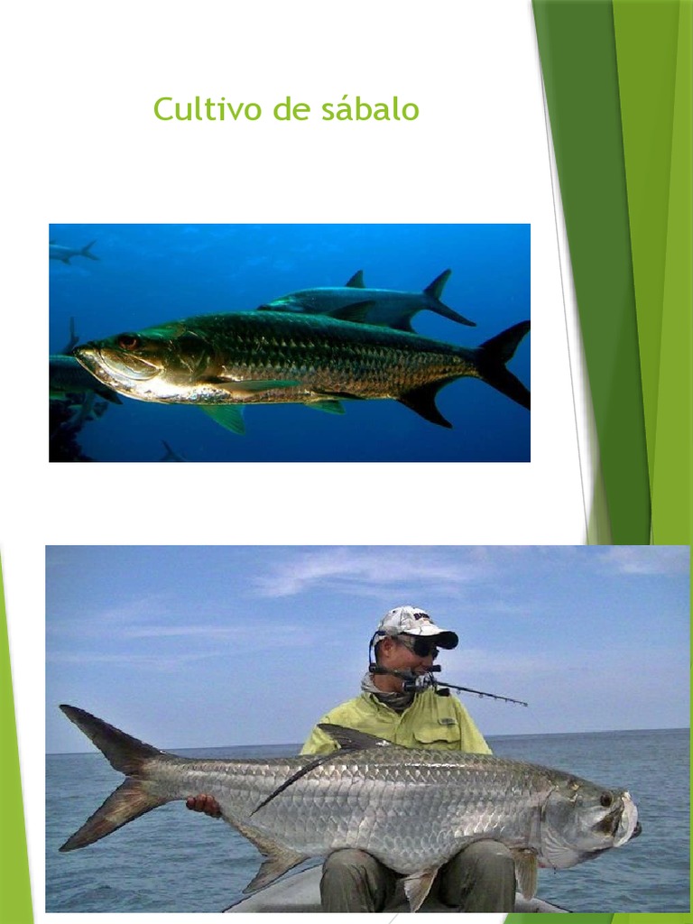 Sábalo | PDF | Sistema reproductivo | Hembra