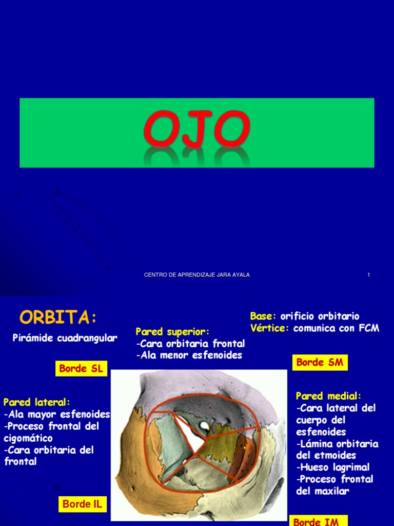 Anatomía del Globo Ocular y Órbita | PDF | Ojo humano | Órganos sensoriales