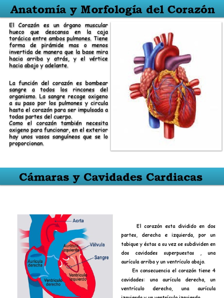 El Corazon | PDF | Corazón | Ventrículo (corazón)