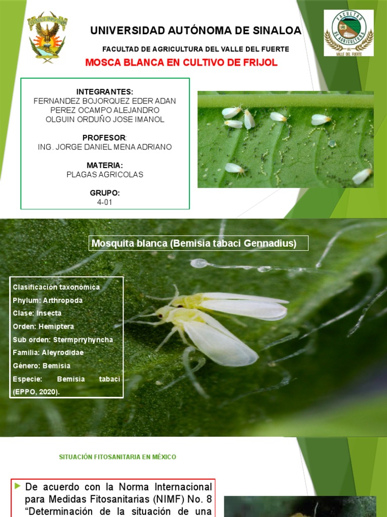 Exposicion MENA Mosca Blanca Correcta | PDF | Frijol | Insectos