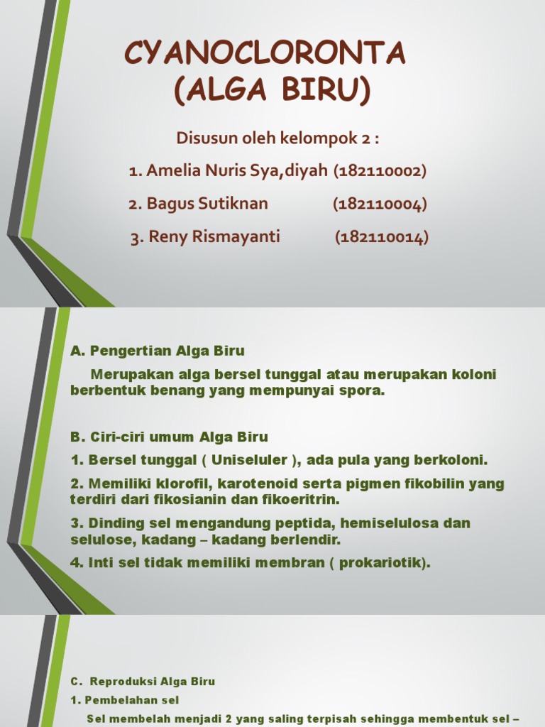 Cyanobacteria: Alga Biru yang Bermanfaat | PDF