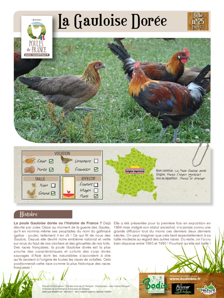 25 - Gauloise Doree | PDF | Oiseaux | Ornithologie