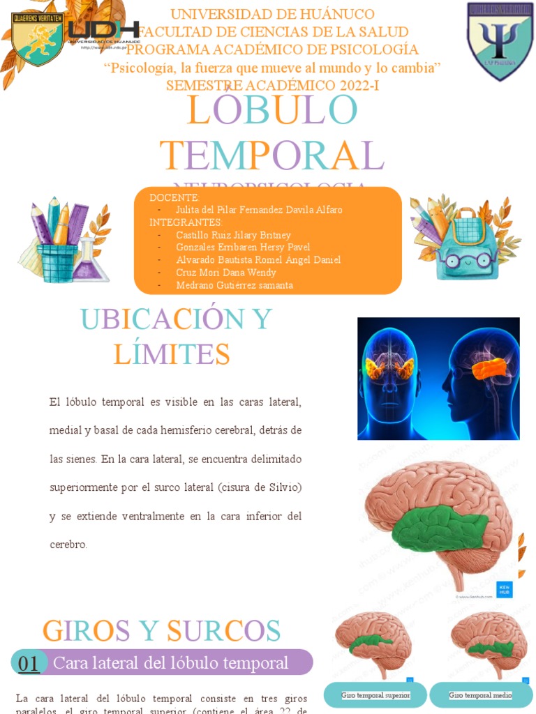Lobulo Temporal Exposicion | PDF | Lóbulo temporal | Hemisferio cerebral