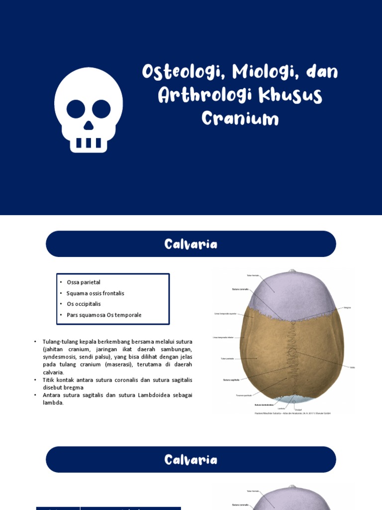 Osteologi, Miologi, Dan Arthrologi Khusus Cranium | PDF