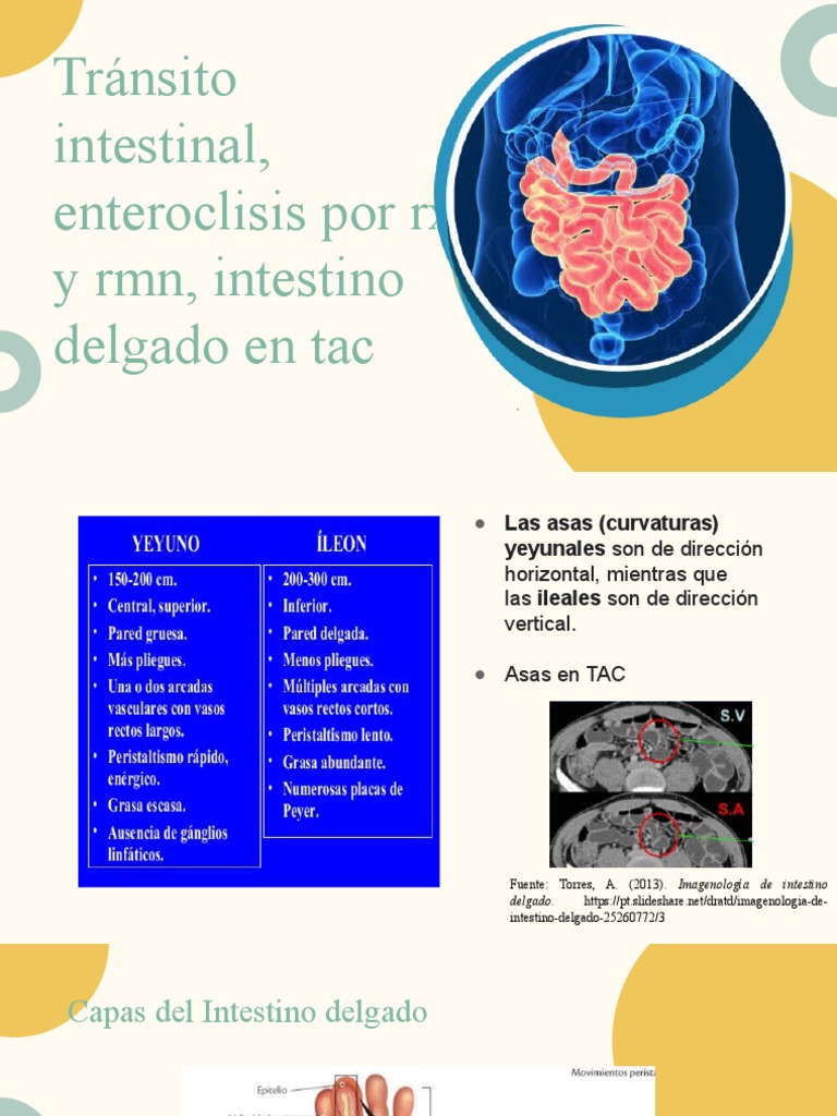 Tránsito Intestinal, Enteroclisis Gs | PDF | Tracto gastrointestinal ...