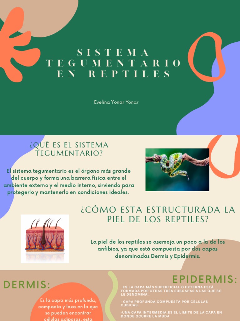 Sistema Tegumentario en Reptiles | PDF | Piel | Epidermis
