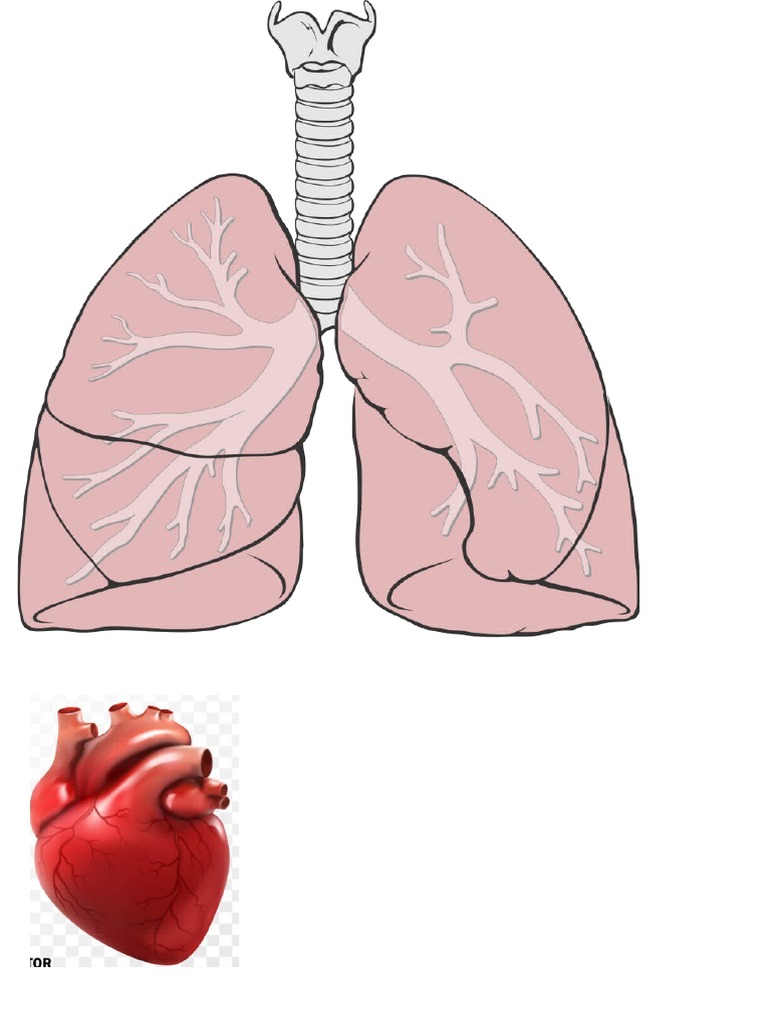 Pulmones y Corazón | PDF
