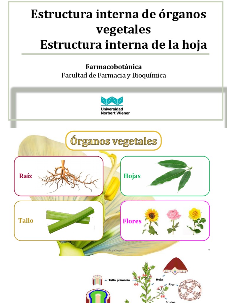 FB - 2022-II - Clase - 7 HOJAS ESTRUCTURA INTERNA | PDF | Tallo de la ...