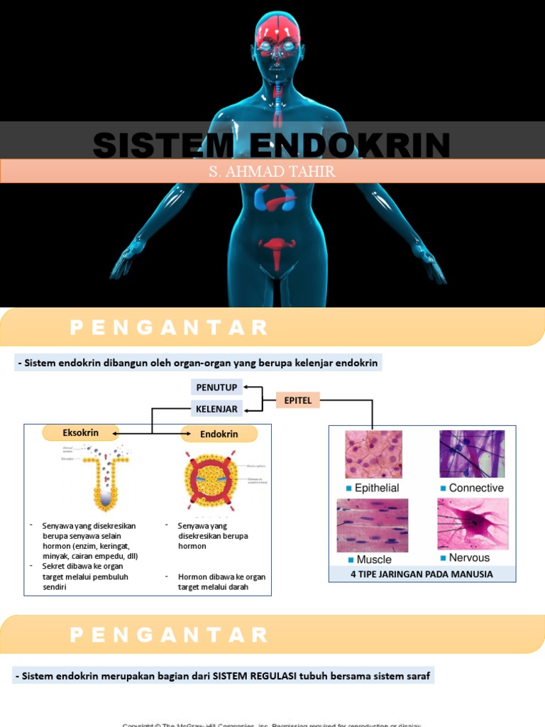 Sistem Endokrin | PDF